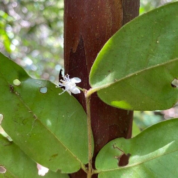 Eugenia Inversa Plant Care & How to Grow, Water