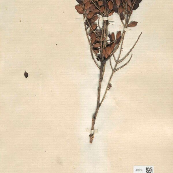 Eugenia Limbosa Plant Care & How to Grow, Water