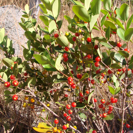 Eugenia Punicifolia Plant Care & How to Grow, Water