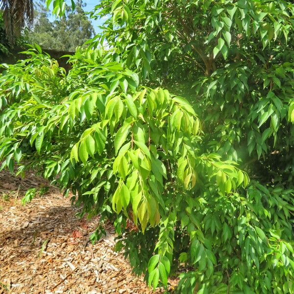 Eugenia Ramboi Care Guide: Water, Soil & Propagation - Plantiary