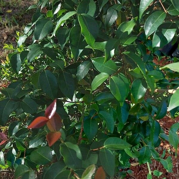 Red Stopper (Eugenia Rhombea) Plant Care & How to Grow, Water