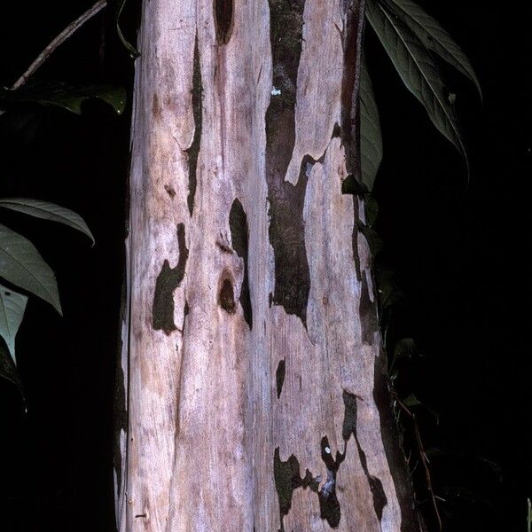 Eugenia Tetramera Plant Care & How to Grow, Water