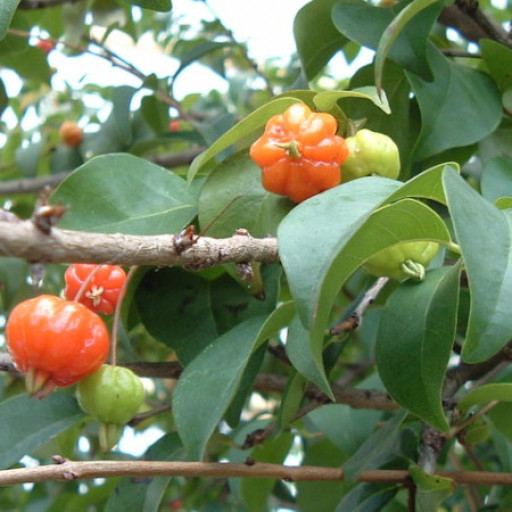 Pitanga (Eugenia Uniflora) Plant Care & How to Grow, Water