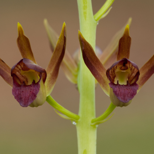 Wild Coco (Eulophia Alta) Plant Care & How to Grow, Water
