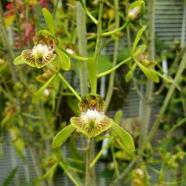 Eulophia Calcarata Plant Care & How to Grow, Water