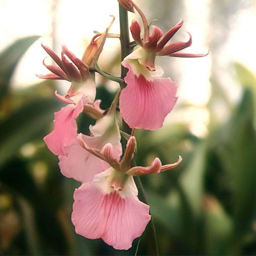 Orchid (Eulophia Guineensis) Care Guide: Water, Soil & Propagation ...