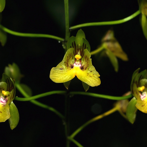 Gonzo Orchid (Eulophia Pulchra) Care Guide: Water, Soil & Propagation ...