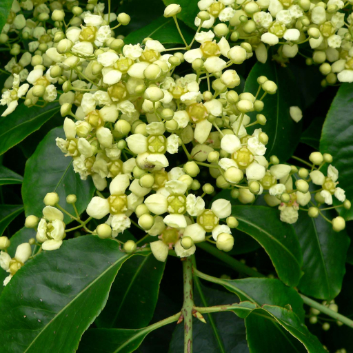 Fleshy‑Flowered Spindletree (Euonymus Carnosus) Plant Care & How to ...