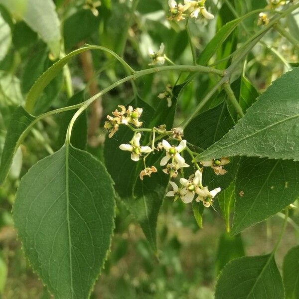 Euonymus Hamiltonianus Maackii (Euonymus Maackii) Plant Care & How to ...