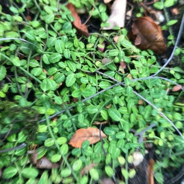 Dwarf Euonymus (Euonymus Nanus) Plant Care & How to Grow, Water