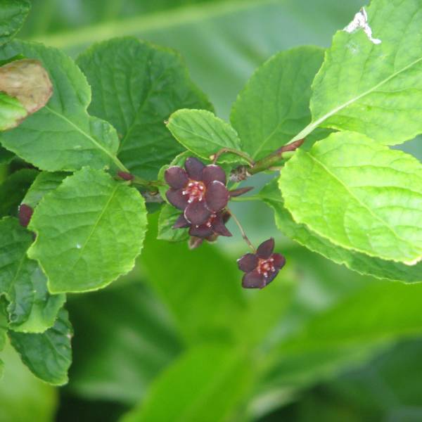 Western Burningbush (Euonymus Occidentalis) Plant Care & How to Grow, Water