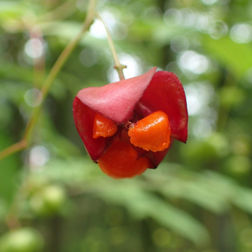 Chia (Salvia Hispanica) Plant Care & How to Grow, Water