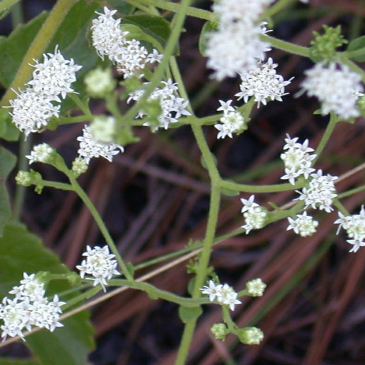 White Thoroughwort (Eupatorium Album) Plant Care & How to Grow, Water