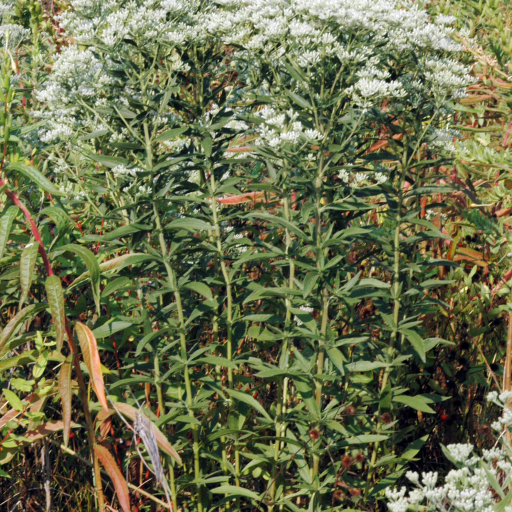 Tall Thoroughwort (Eupatorium Altissimum) Plant Care & How to Grow, Water