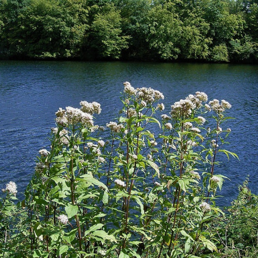 Hemp Agrimony (Eupatorium Cannabinum) Plant Care & How to Grow, Water