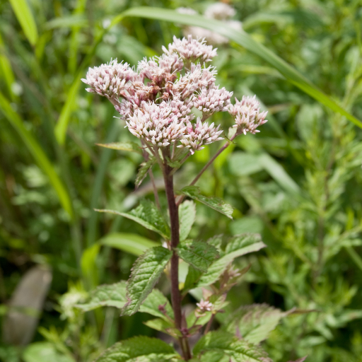 Eupatorium Chinense Plant Care & How to Grow, Water