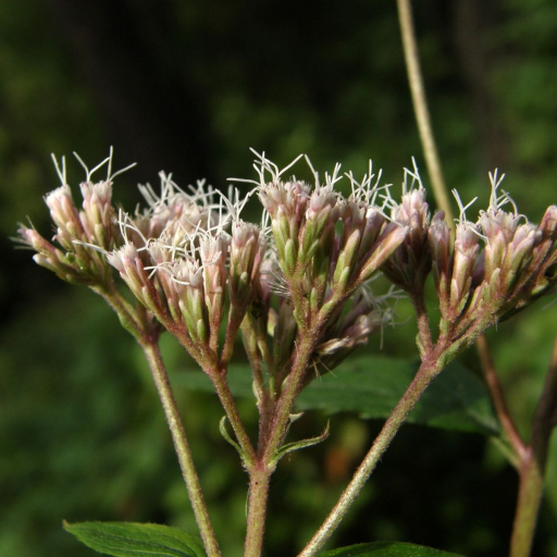 Yankee Weed (Eupatorium Compositifolium) Plant Care & How to Grow, Water