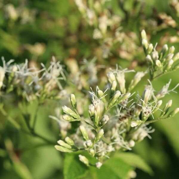 Honeyberry (Lonicera Caerulea) Plant Care & How to Grow, Water