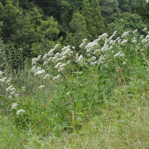 Hemp Agrimony (Eupatorium Lindleyanum) Plant Care & How to Grow, Water