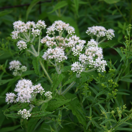Boneset (Eupatorium Perfoliatum) Plant Care & How to Grow, Water