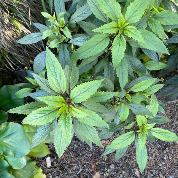 White Snakeroot (Eupatorium Rugosum) Plant Care & How to Grow, Water