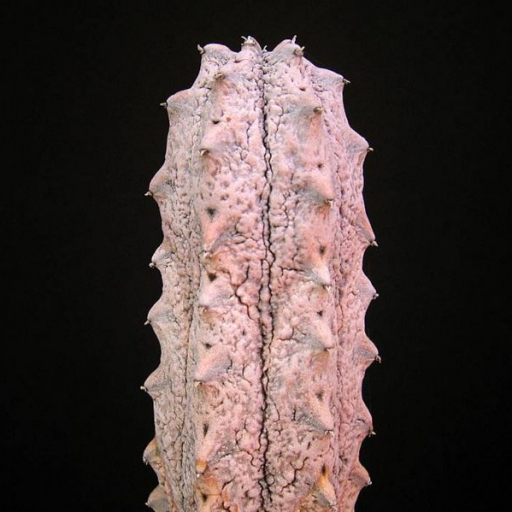 Firhadh (Euphorbia Abdelkuri) Plant Care & How to Grow, Water