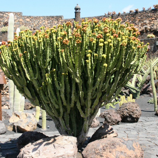 Desert-Candle (Euphorbia Abyssinica) Plant Care & How to Grow, Water