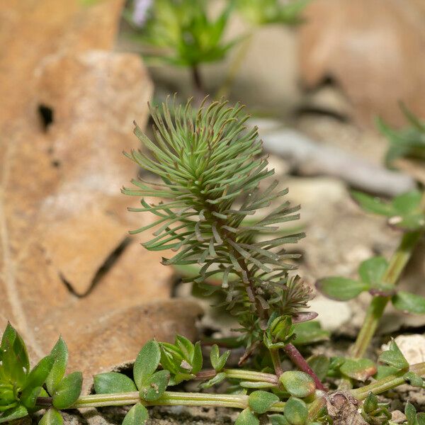 Aleppo Spurge (Euphorbia Aleppica) Care Guide: Water, Soil ...