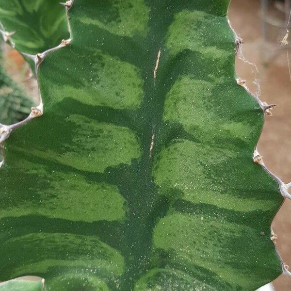 Euphorbia Angularis Plant Care & How to Grow, Water