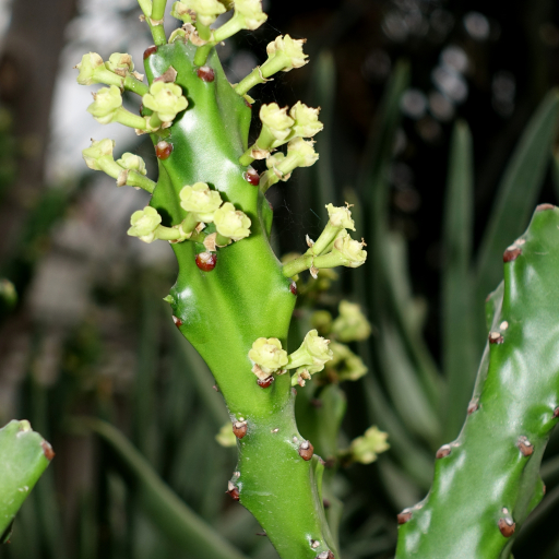 Triangular Spurge (Euphorbia Antiquorum) Plant Care & How to Grow, Water