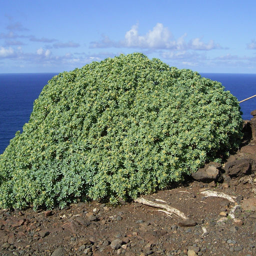 Quinine (Cinchona Pubescens) Plant Care & How to Grow, Water