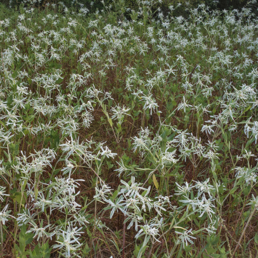 Euphorbia Bicolor Plant Care & How to Grow, Water