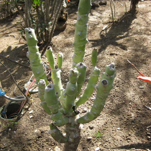 Euphorbia Caducifolia Plant Care & How to Grow, Water