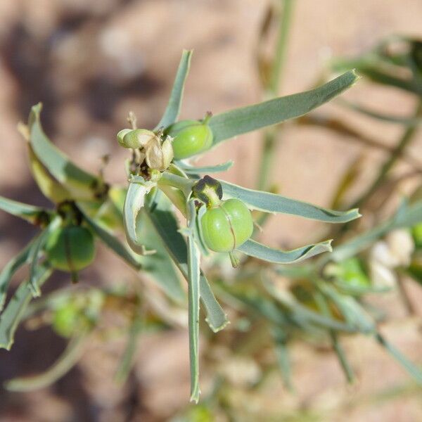 Euphorbia Calyptrata Care Guide: Water, Soil & Propagation - Plantiary