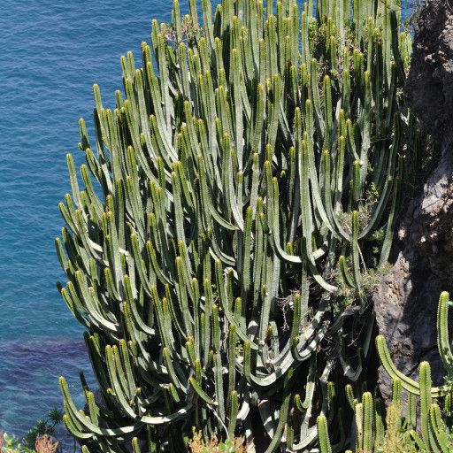 Canary Island Spurge (Euphorbia Canariensis) Plant Care & How to Grow ...