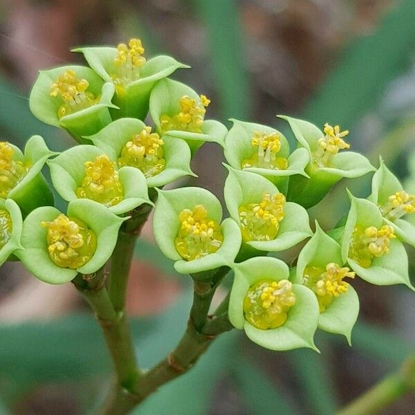 Euphorbia Capuronii Plant Care & How to Grow, Water