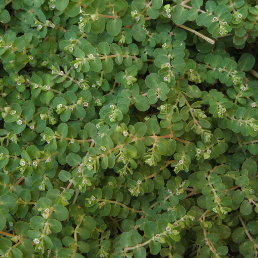 Spurge (Euphorbia Chamaesyce) Plant Care & How to Grow, Water