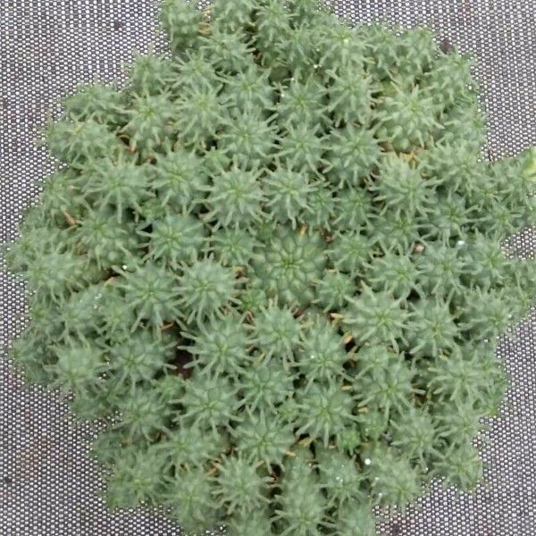 Euphorbia Clavarioides Plant Care & How to Grow, Water