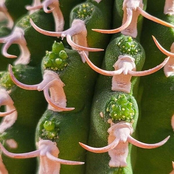 Rosy Horns (Euphorbia Columnaris) Plant Care & How to Grow, Water