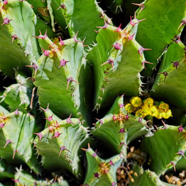 Lebombo Euphorbia (Euphorbia Confinalis) Plant Care & How to Grow, Water
