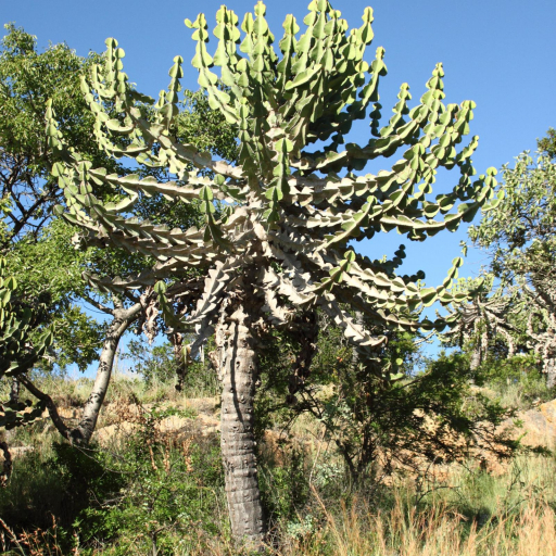Candelabra Tree (Euphorbia Cooperi) Plant Care & How to Grow, Water
