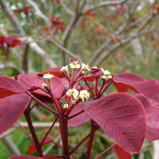 Caribbean Copper (Euphorbia Cotinifolia) Plant Care & How to Grow, Water