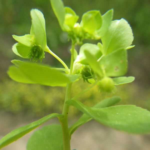 Euphorbia Cuneifolia Plant Care & How to Grow, Water