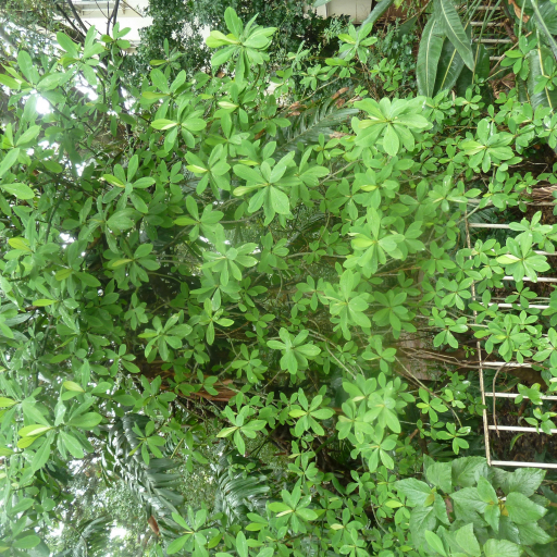 Crying Tree (Euphorbia Cupularis) Care Guide: Water, Soil & Propagation ...