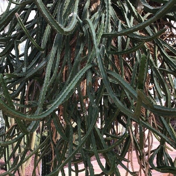 Cape Candelabra Tree (Euphorbia Curvirama) Care Guide: Water, Soil ...