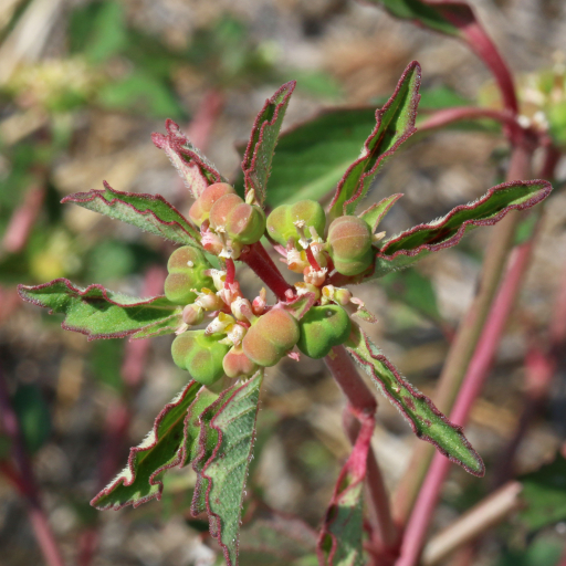 David's Spurge (Euphorbia Davidii) Plant Care & How to Grow, Water