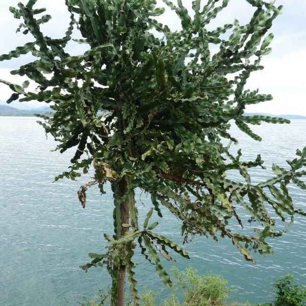 Euphorbia Dawei Plant Care & How to Grow, Water