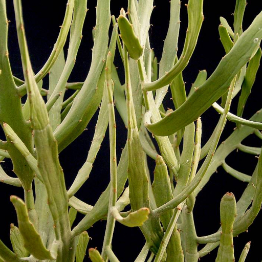 Euphorbia Enterophora Plant Care & How to Grow, Water