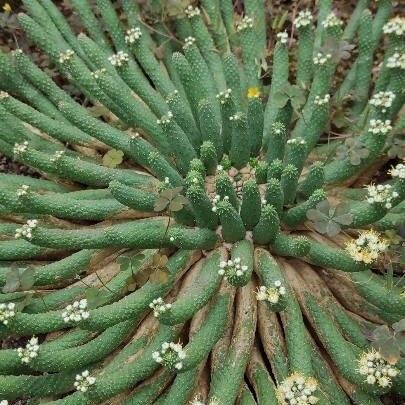 Vingerpol Milkbush (Euphorbia Esculenta) Plant Care & How to Grow, Water