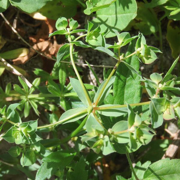 Sickle Spurge (Euphorbia Falcata) Plant Care & How to Grow, Water